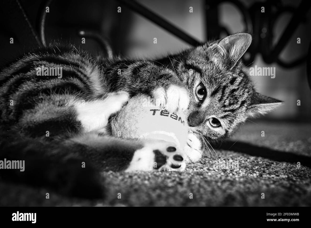 A cute little cat kitten looking out the window. nature is beutiful ...