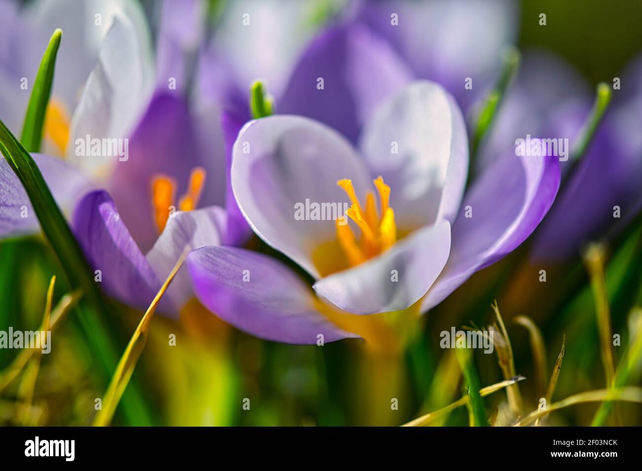 crocus Spring is here to stay. a beautyful flower of the spring Stock ...