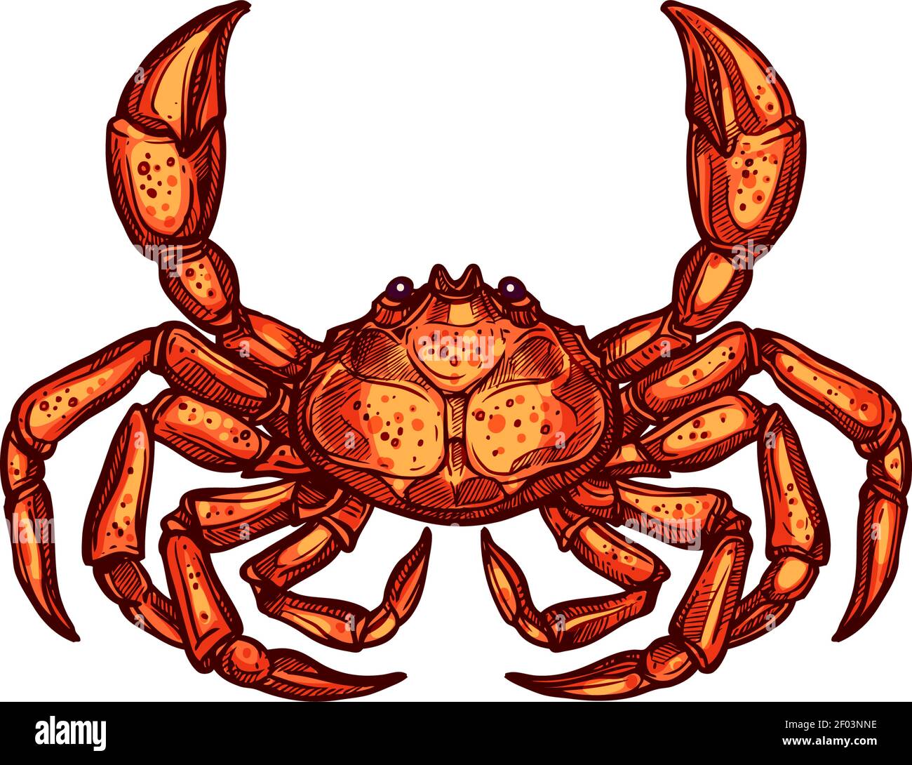 Grey swimming crab decapod crustaceans of Brachyura isolated sketch ...