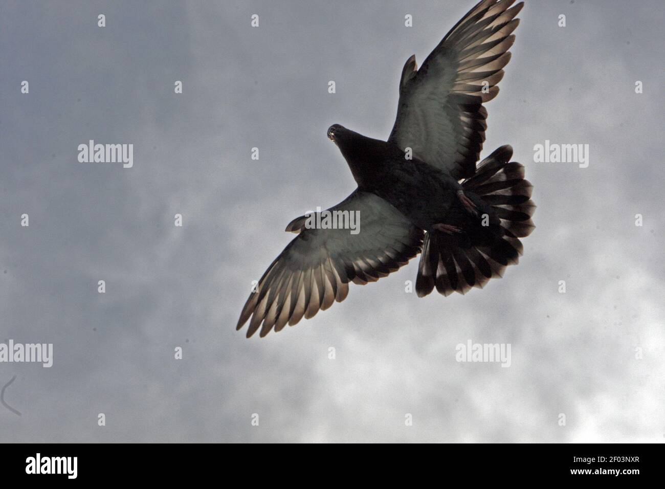 Roberto Fumero breeds and raises conquistador-Cuban pigeons to race in ...