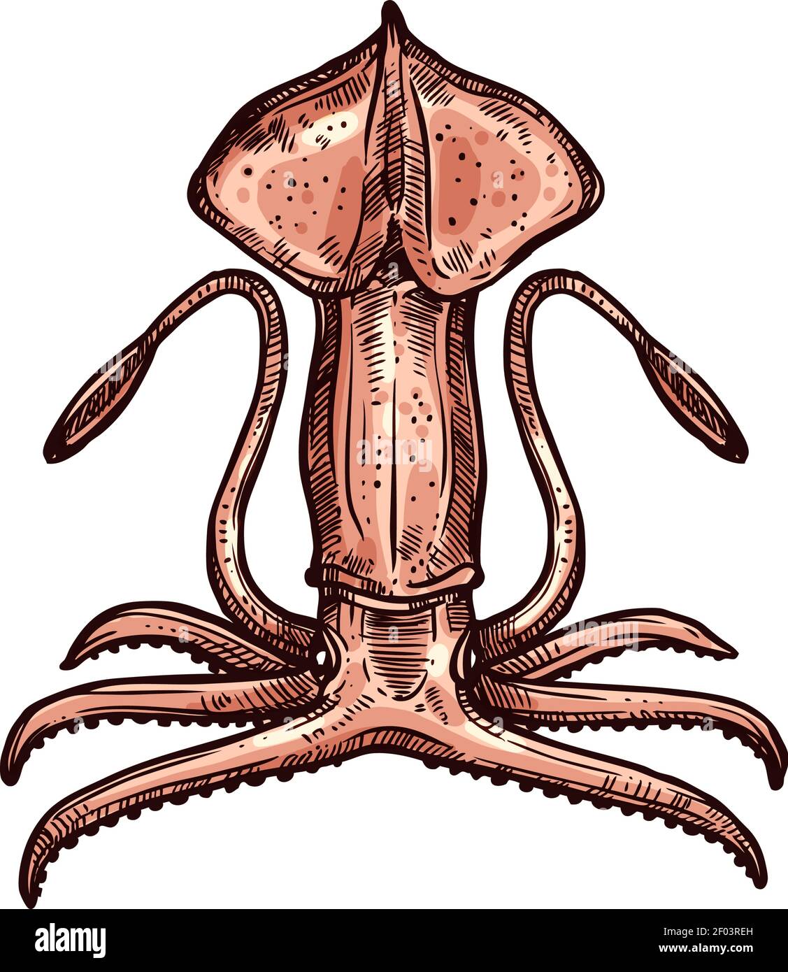 Realistic Squid Drawing