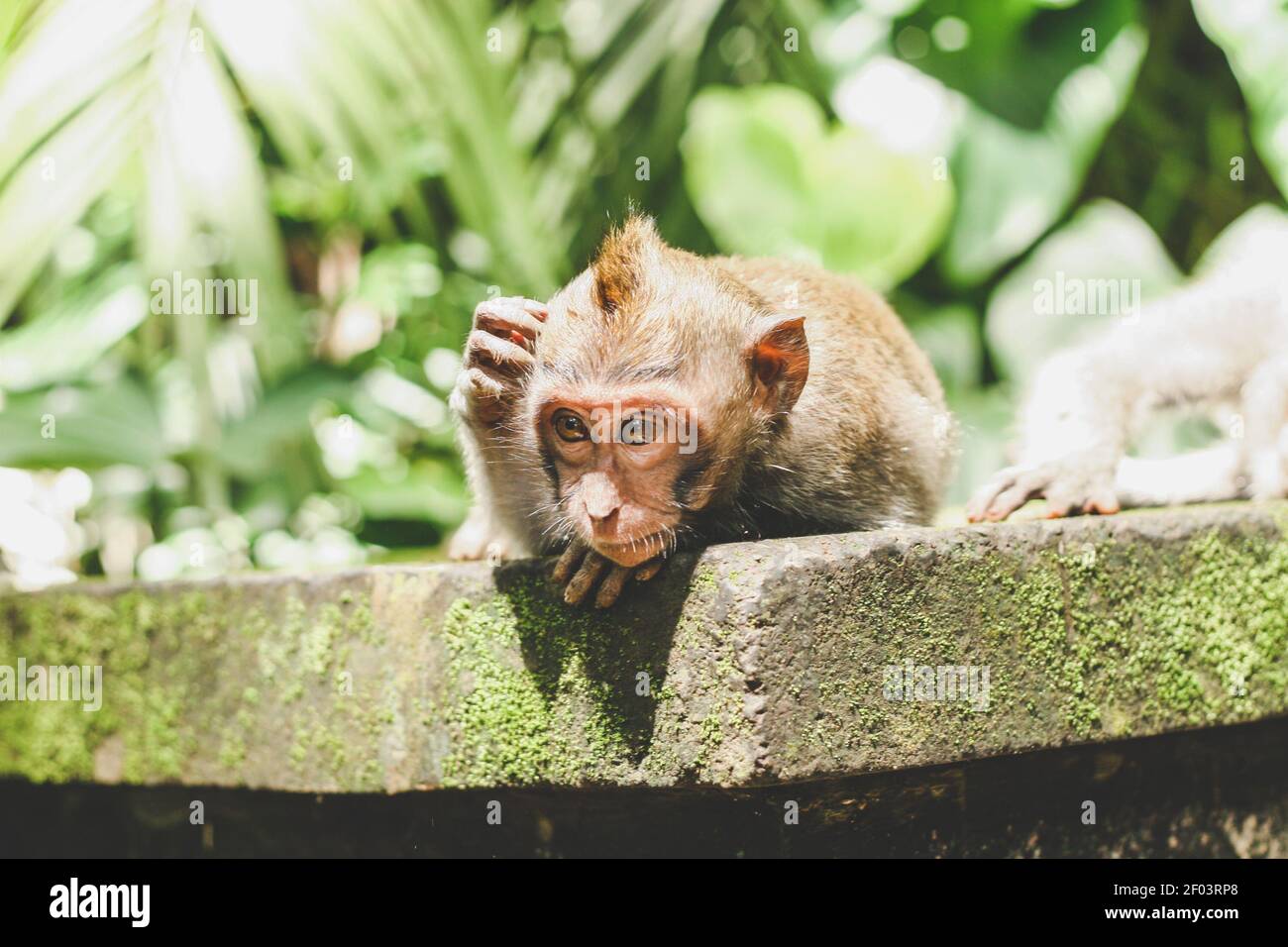 Bored lazy monkey macaque or the long-tailed macaque lying and taking ...