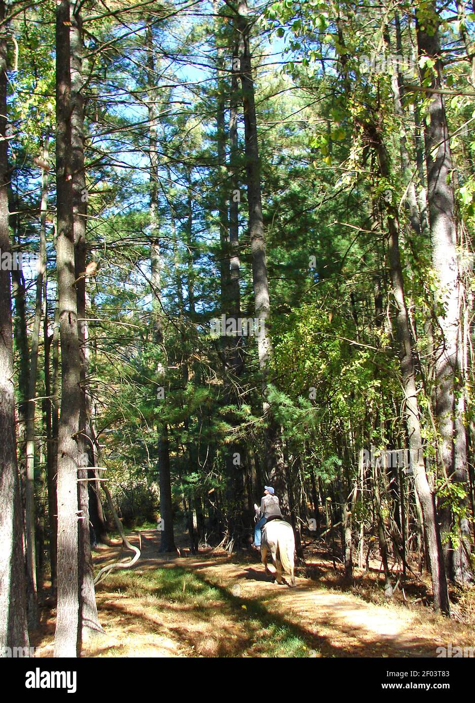 A horseback ride in the forest of the Biltmore estate in Asheville ...