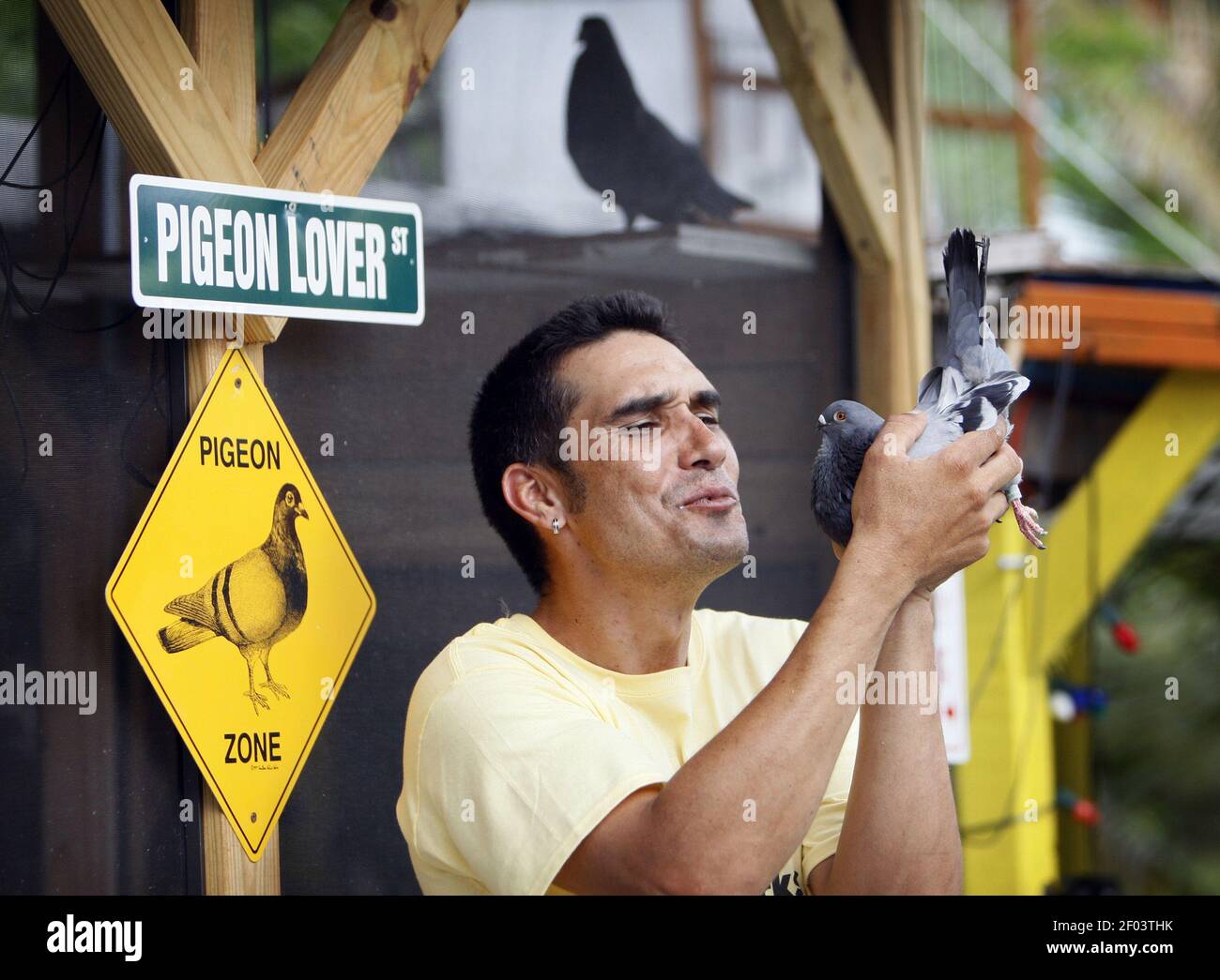 Roberto Fumero breeds and raises conquistador-Cuban pigeons to race in ...