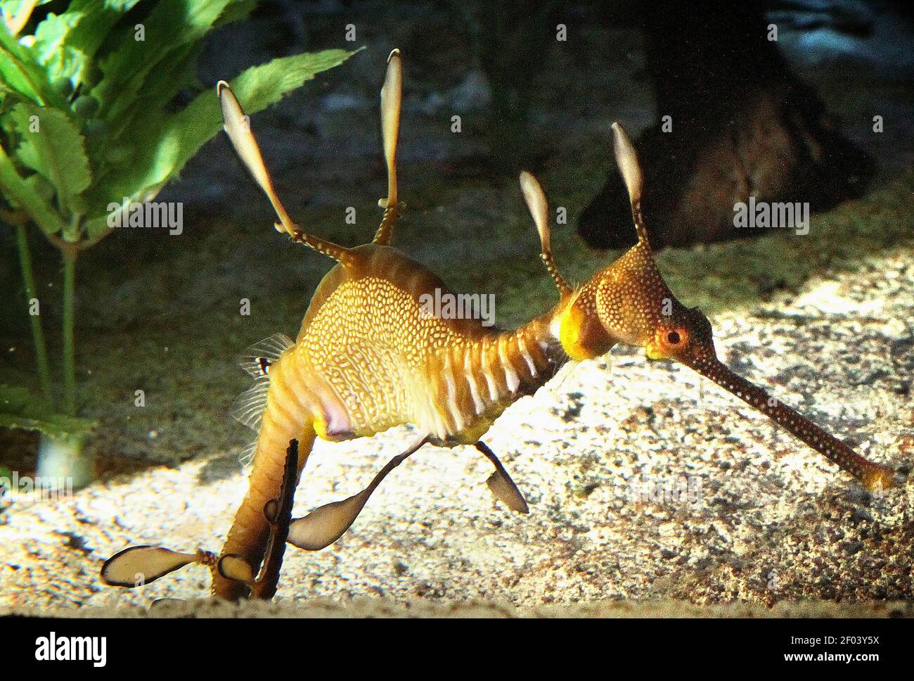 A Weedy Sea Dragon swims in its habitat at SeaWorld Orlando, August 16 ...