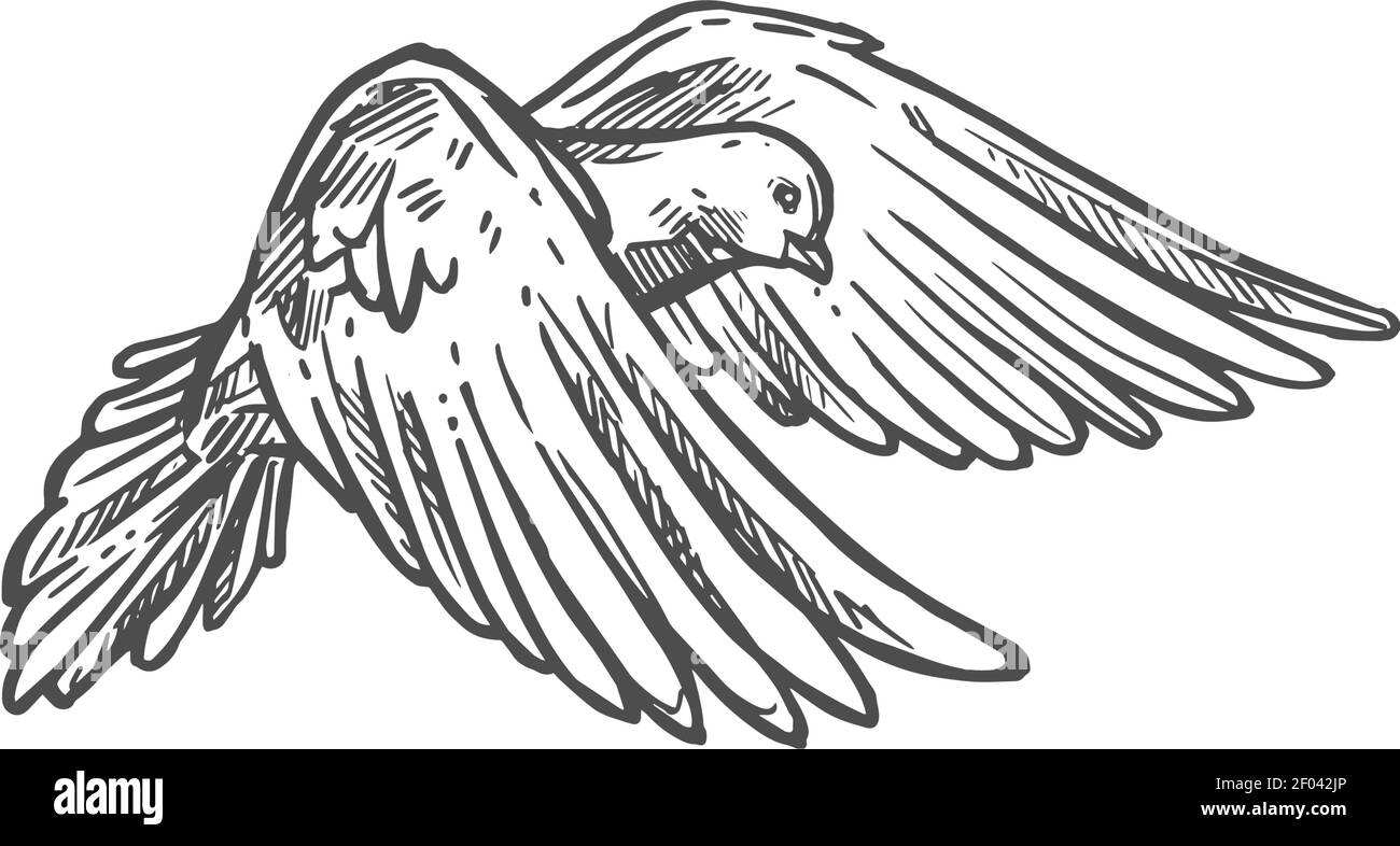 Bird Wings Spread Drawing