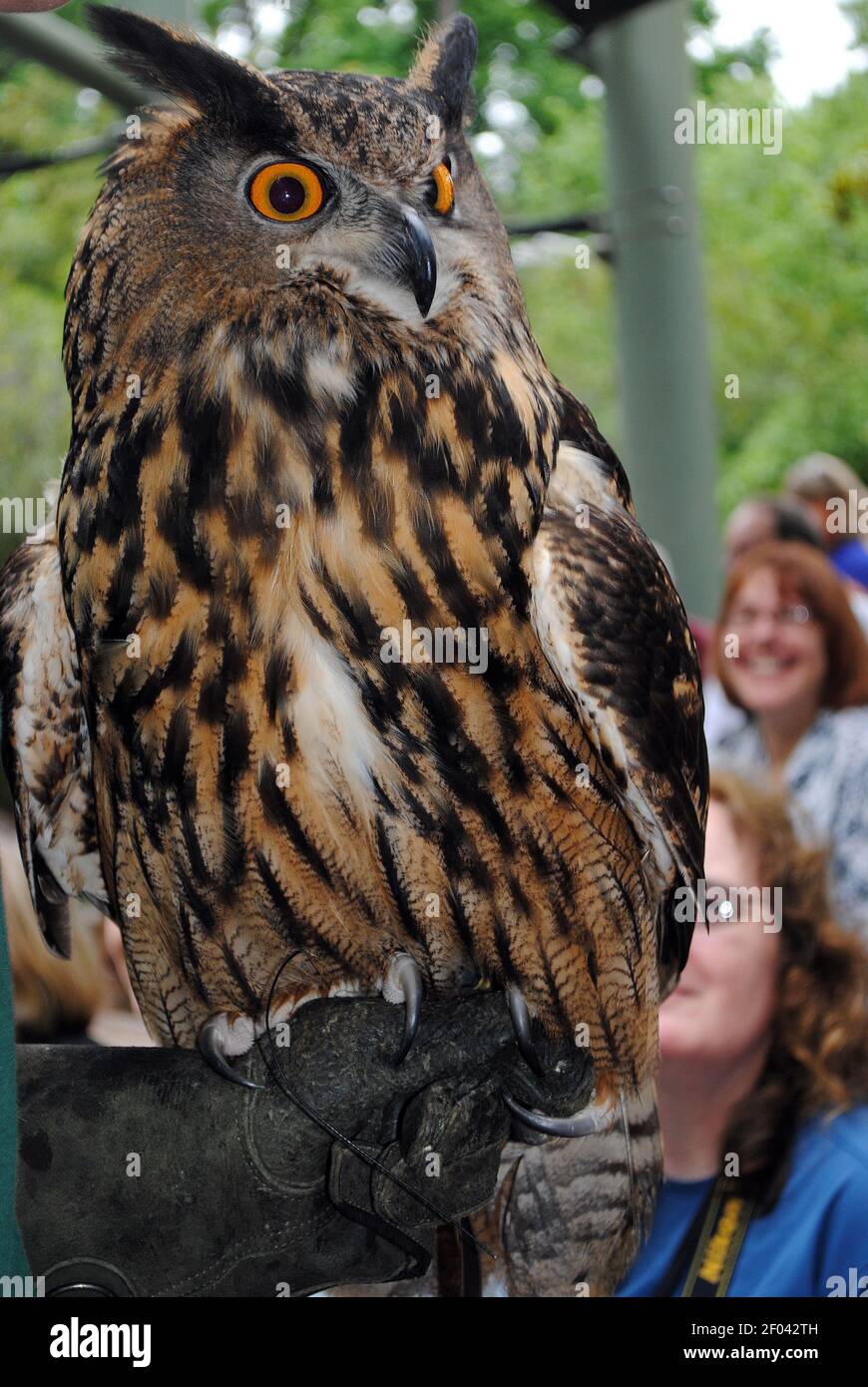 Statesboro's 8-year- old female Eurasion Eagle Owl, Suzi Q. (Photo by ...