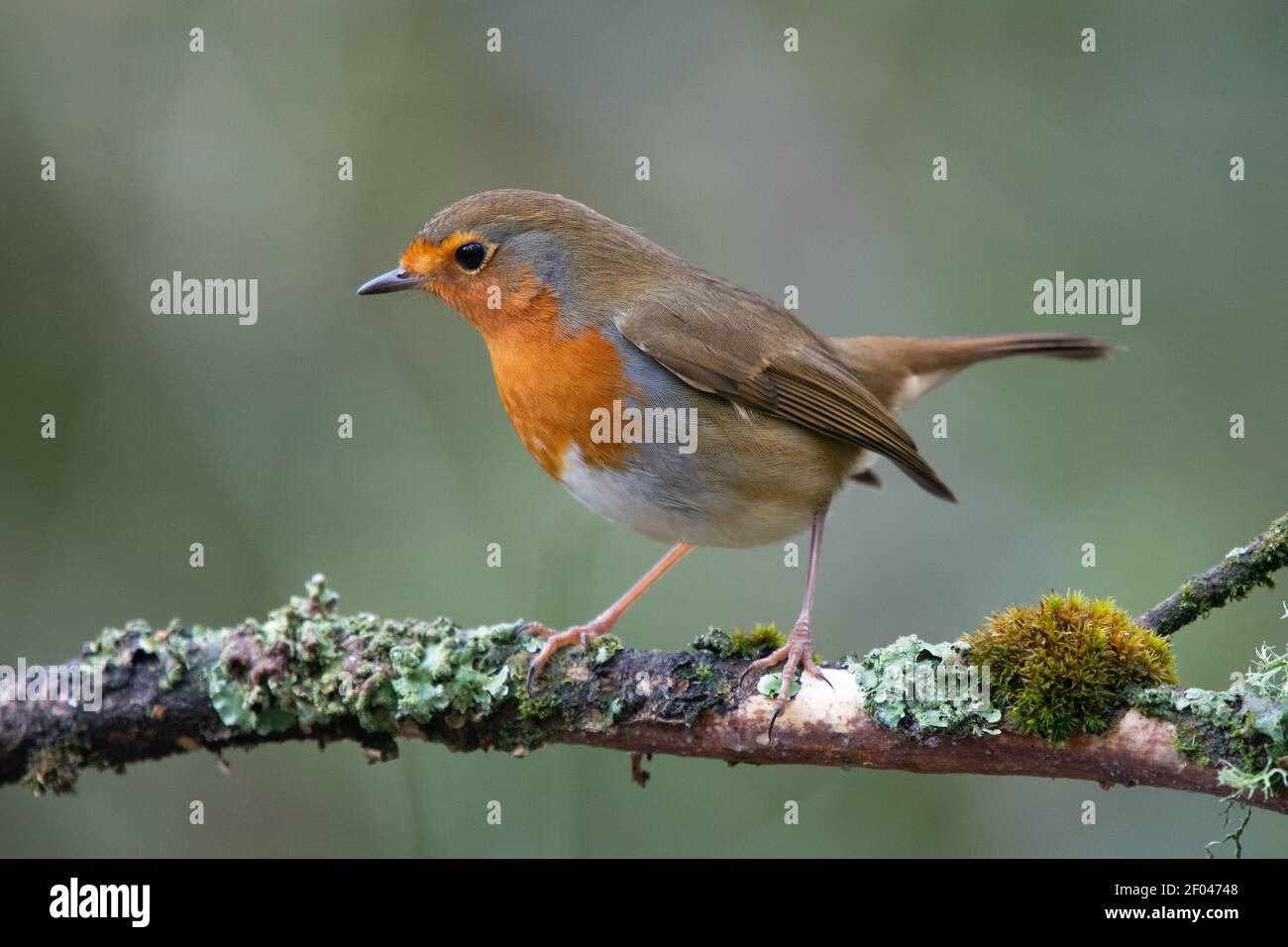 Robin environment hi-res stock photography and images - Alamy
