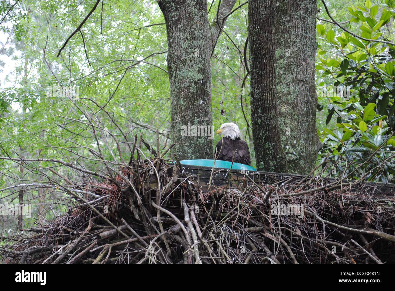 SCWE resident Bald Eagle, "Glory," 20 years old. (Photo by Samantha ...