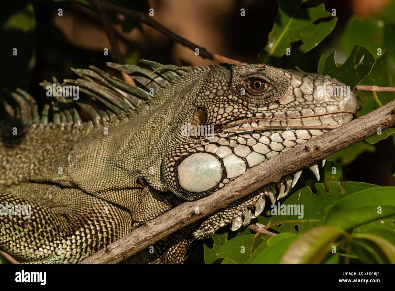 Green iguana (Iguana iguana), Pantanal, Mato Grosso, Brazil Stock Photo ...