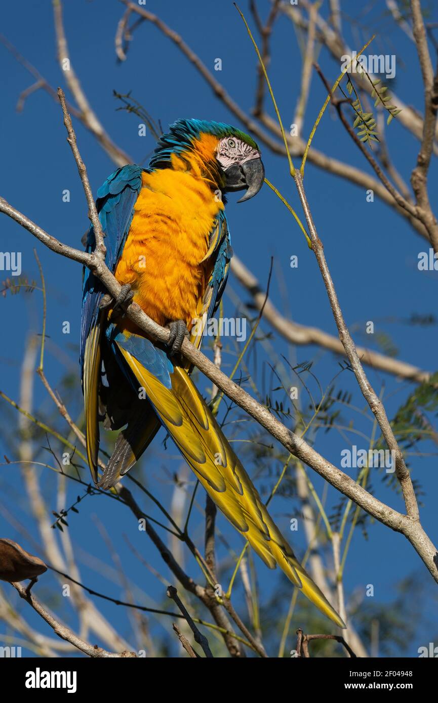 Blue-and-yellow macaw (Ara ararauna), Makaw Sinkhole, Mato Grosso do Sul, Brazil Stock Photo - Alamy