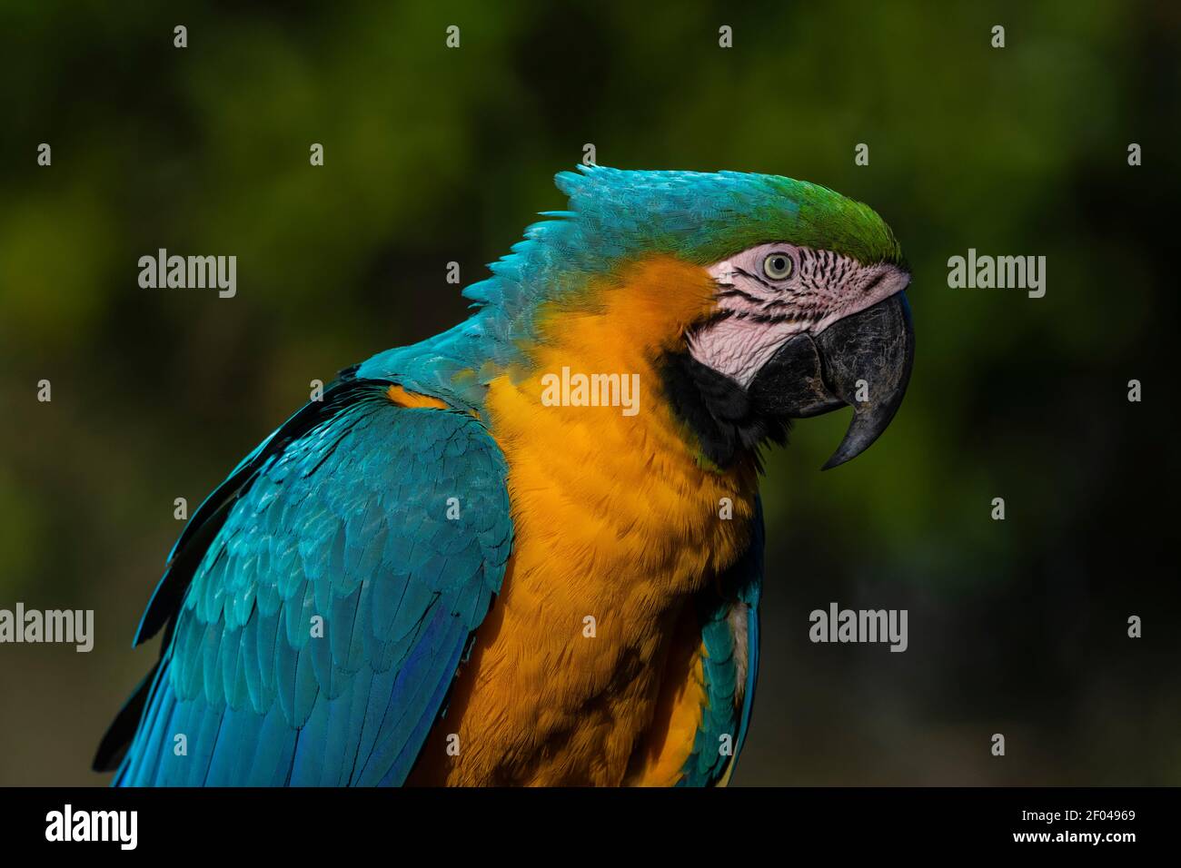 Blue-and-yellow macaw (Ara ararauna), Makaw Sinkhole, Mato Grosso do Sul, Brazil Stock Photo - Alamy
