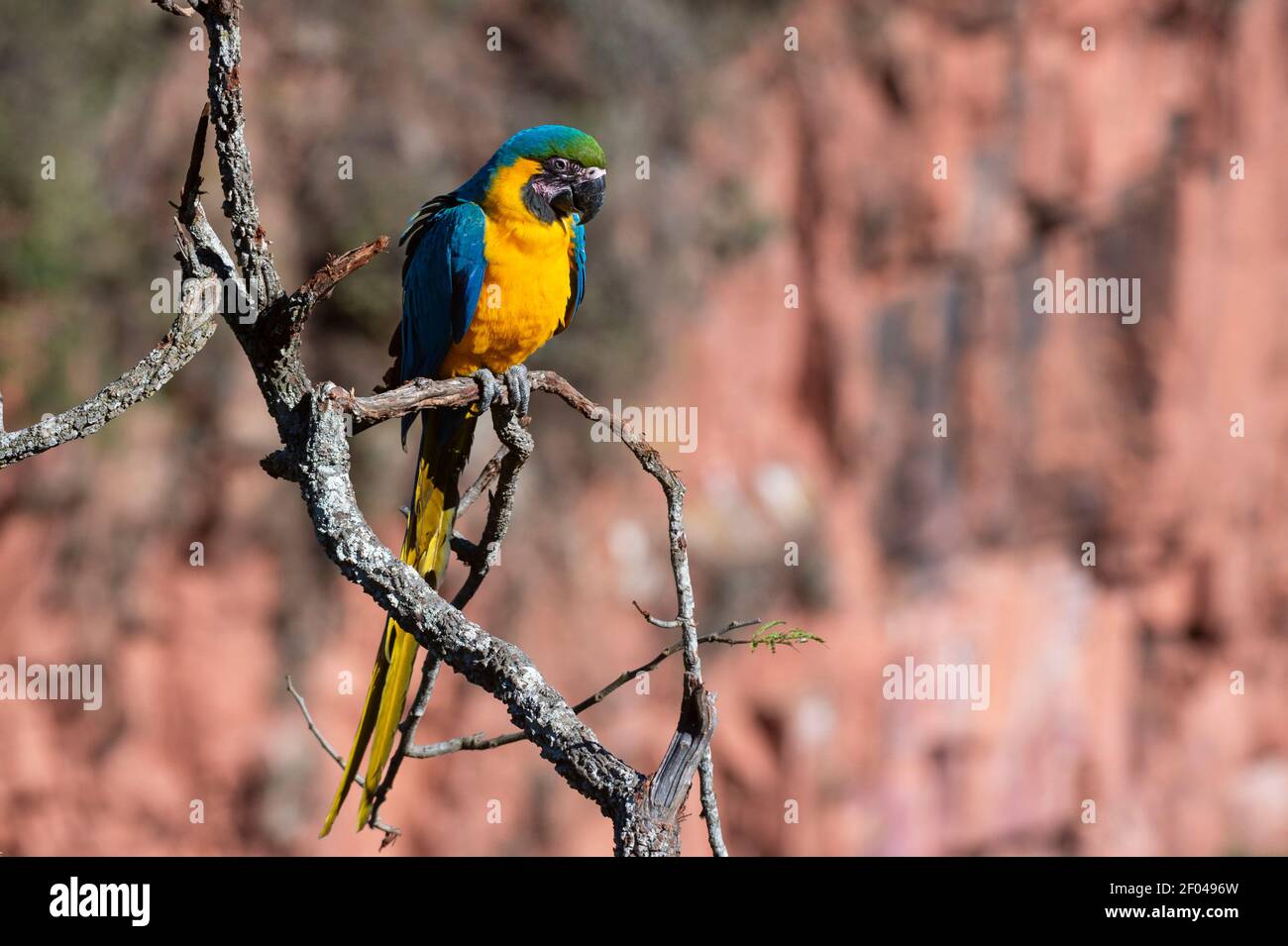 Blue-and-yellow macaw (Ara ararauna), Makaw Sinkhole, Mato Grosso do Sul, Brazil Stock Photo - Alamy