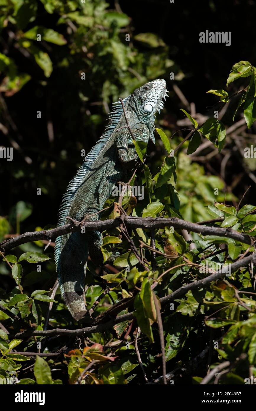 Green iguana (Iguana iguana), Pantanal, Mato Grosso, Brazil Stock Photo ...