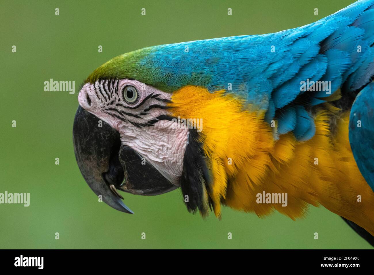 Blue-and-yellow macaw (Ara ararauna), Makaw Sinkhole, Mato Grosso do Sul, Brazil Stock Photo - Alamy