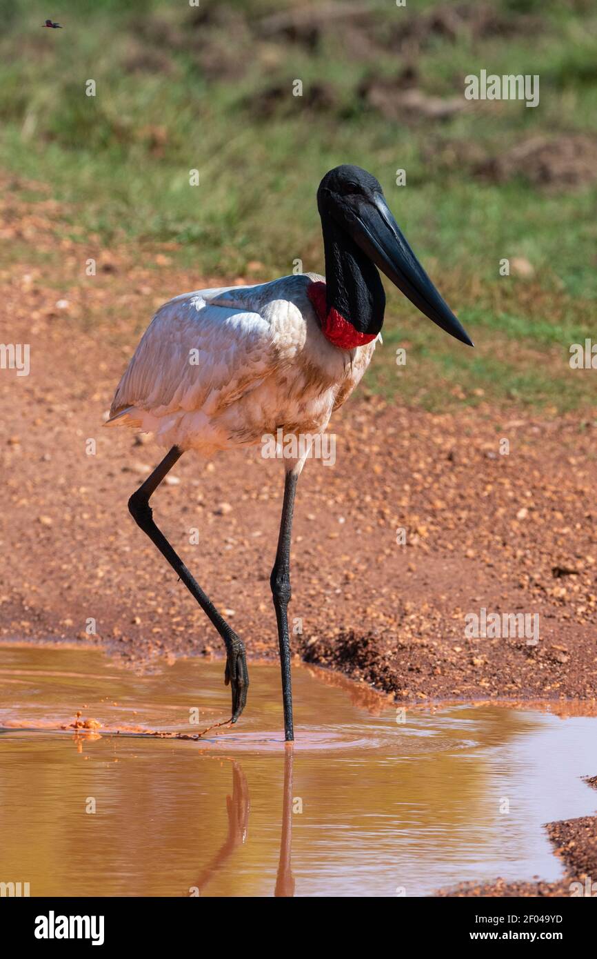 Jabiru stork (Jabiru mycteria), Pantanal, Mato Grosso do Sul, Brazil ...
