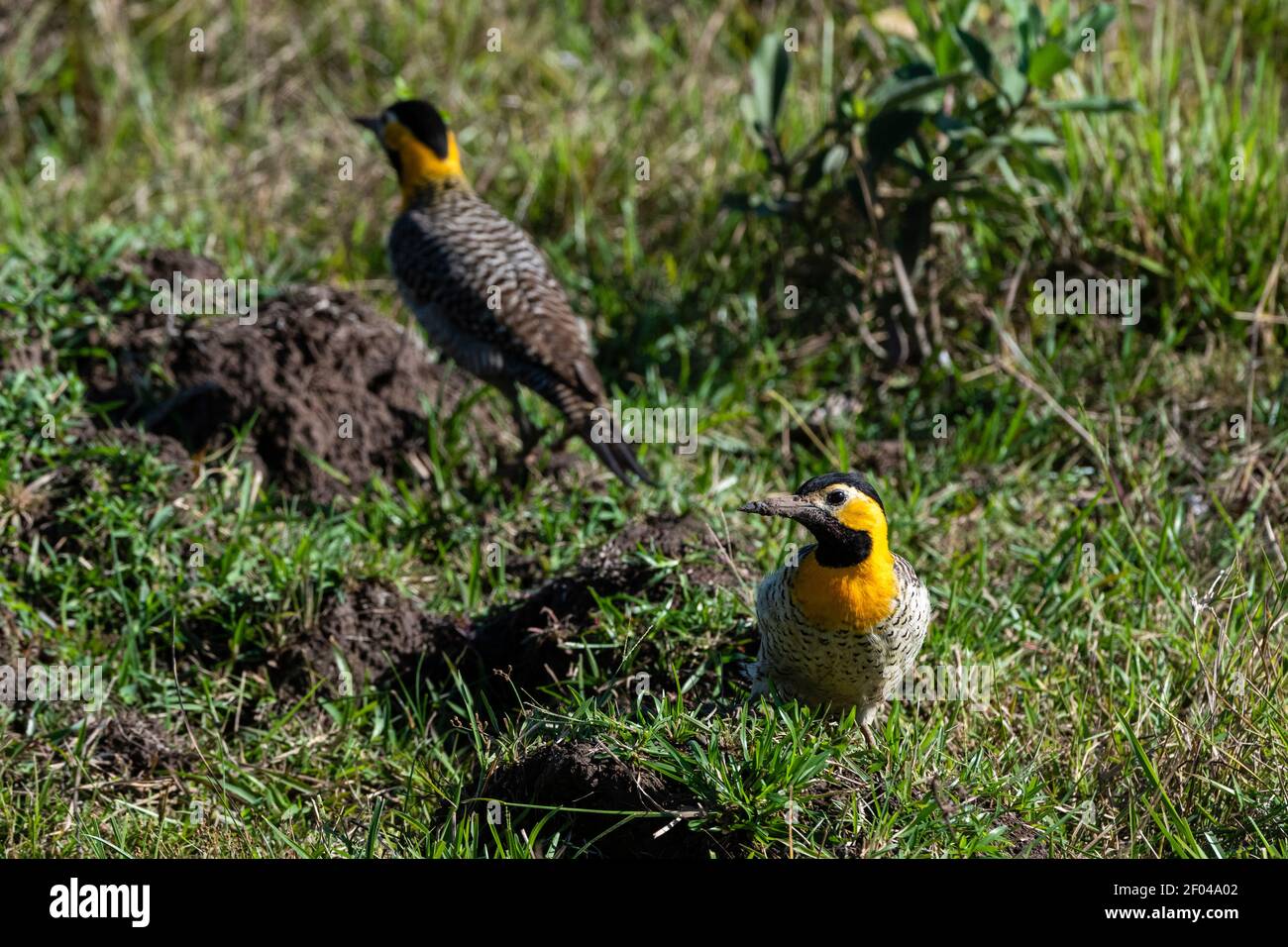 Campo Flicker (Colaptes campestris), female, Pantanal, Mato Grosso do ...