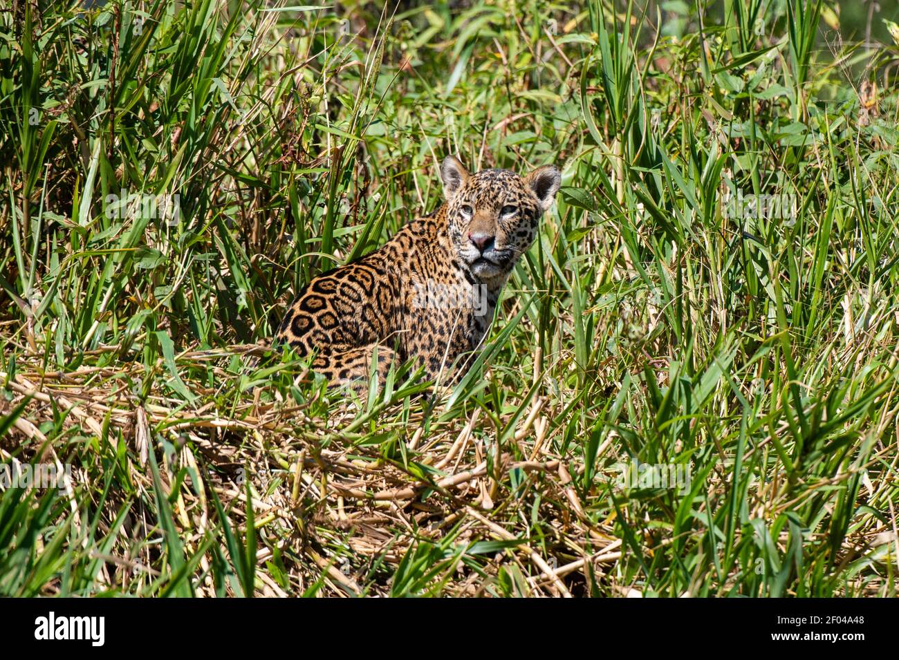 Jaguar (Panthera onca), Pantanal, Mato Grosso, Brazil Stock Photo - Alamy