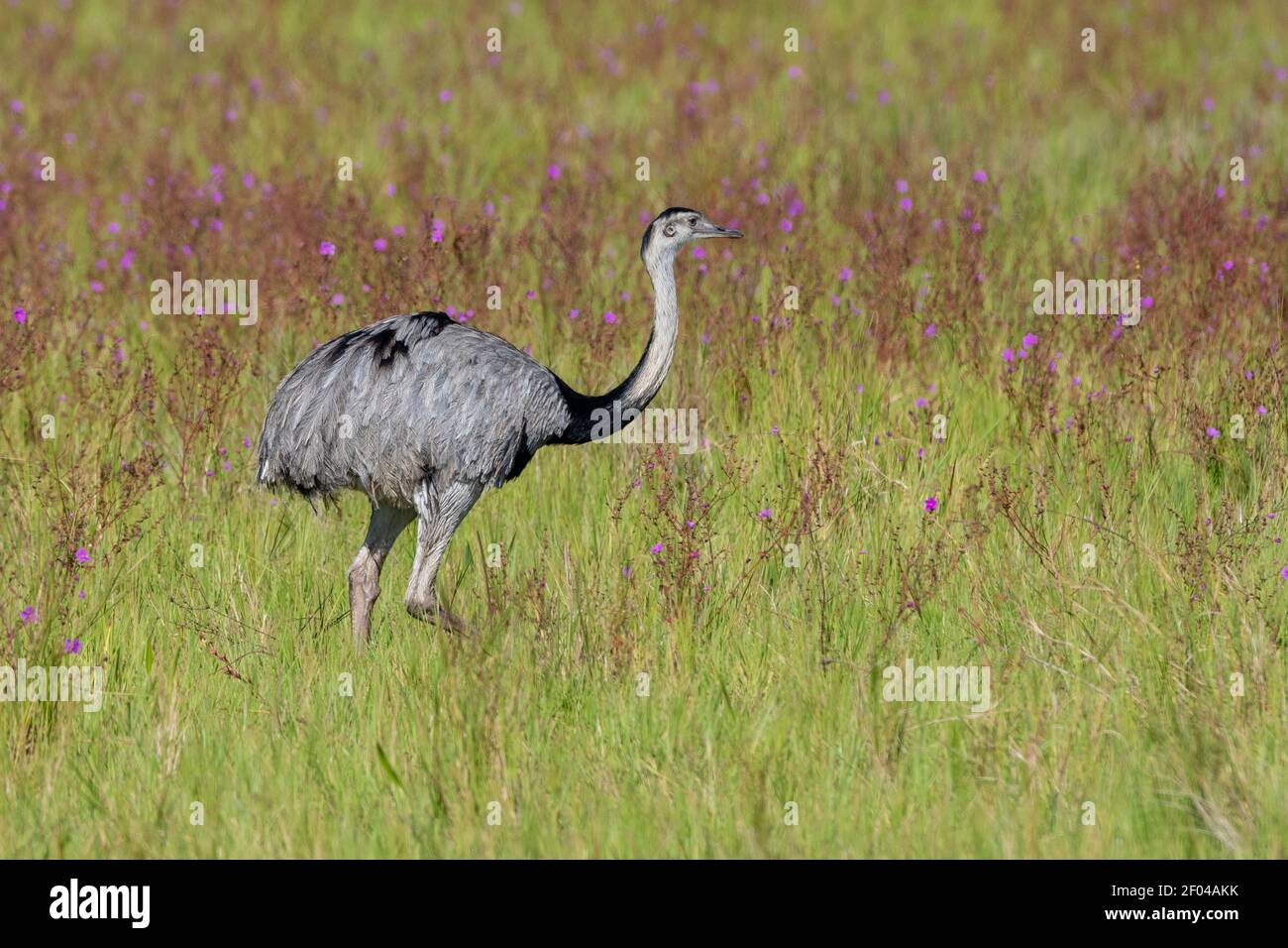 Greater rhea (Rhea americana), Pantanal, Mato Grosso do Sul, Brazil ...