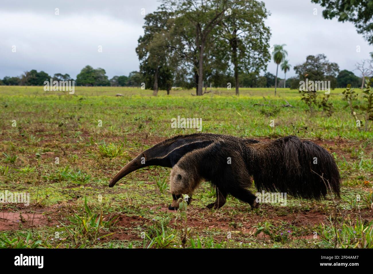 Giant anteater (Myrmecophaga tridactyla), Pantanal, Mato Grosso do Sul ...