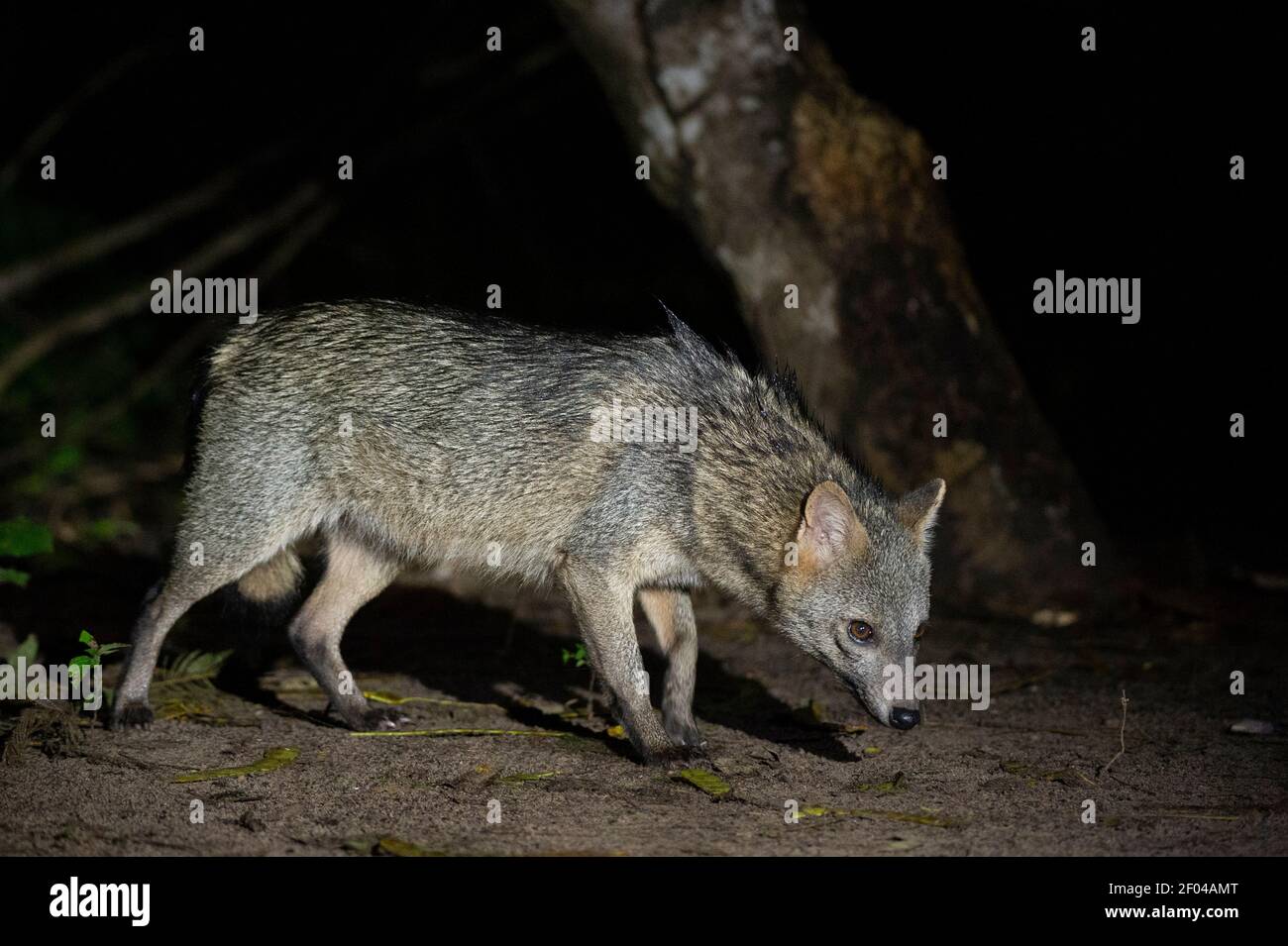 Crab-eating fox (Cerdocyon thous), Pantanal, Mato Grosso do Sul, Brazil ...