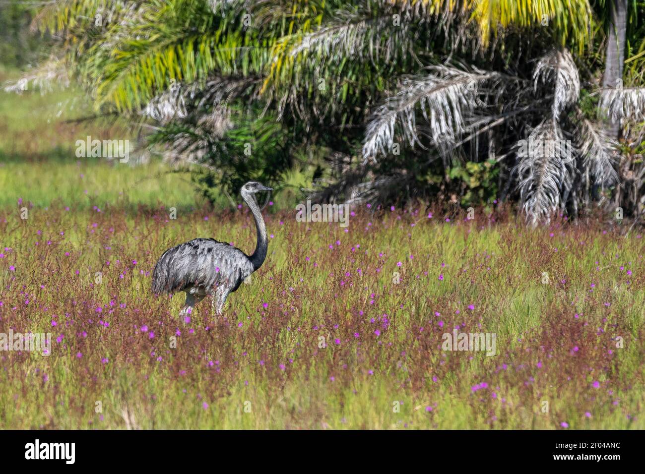 Greater rhea (Rhea americana), Pantanal, Mato Grosso do Sul, Brazil Stock Photo - Alamy