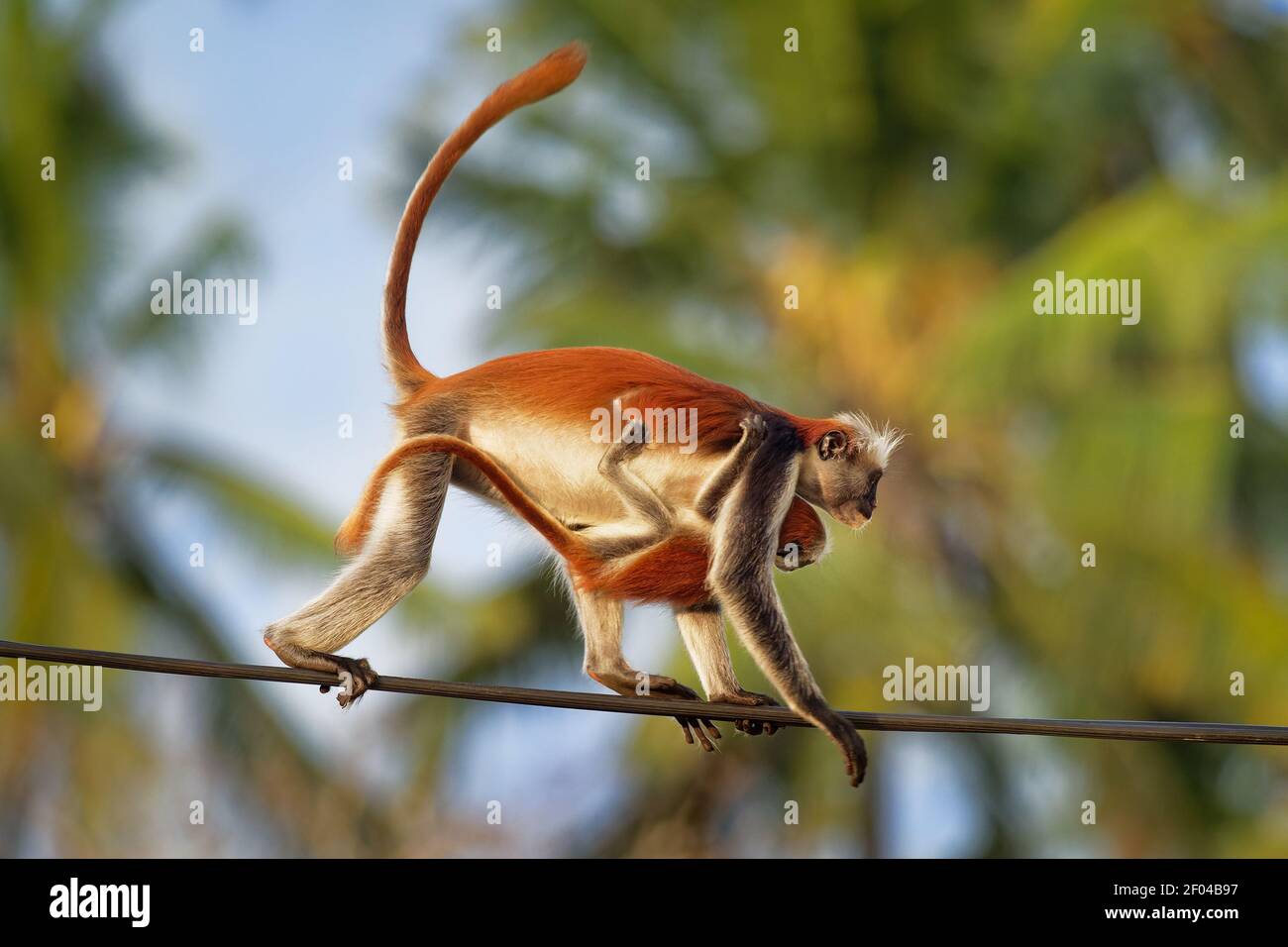 Zanzibar Red Colobus - Piliocolobus kirkii monkey endemic to Unguja ...