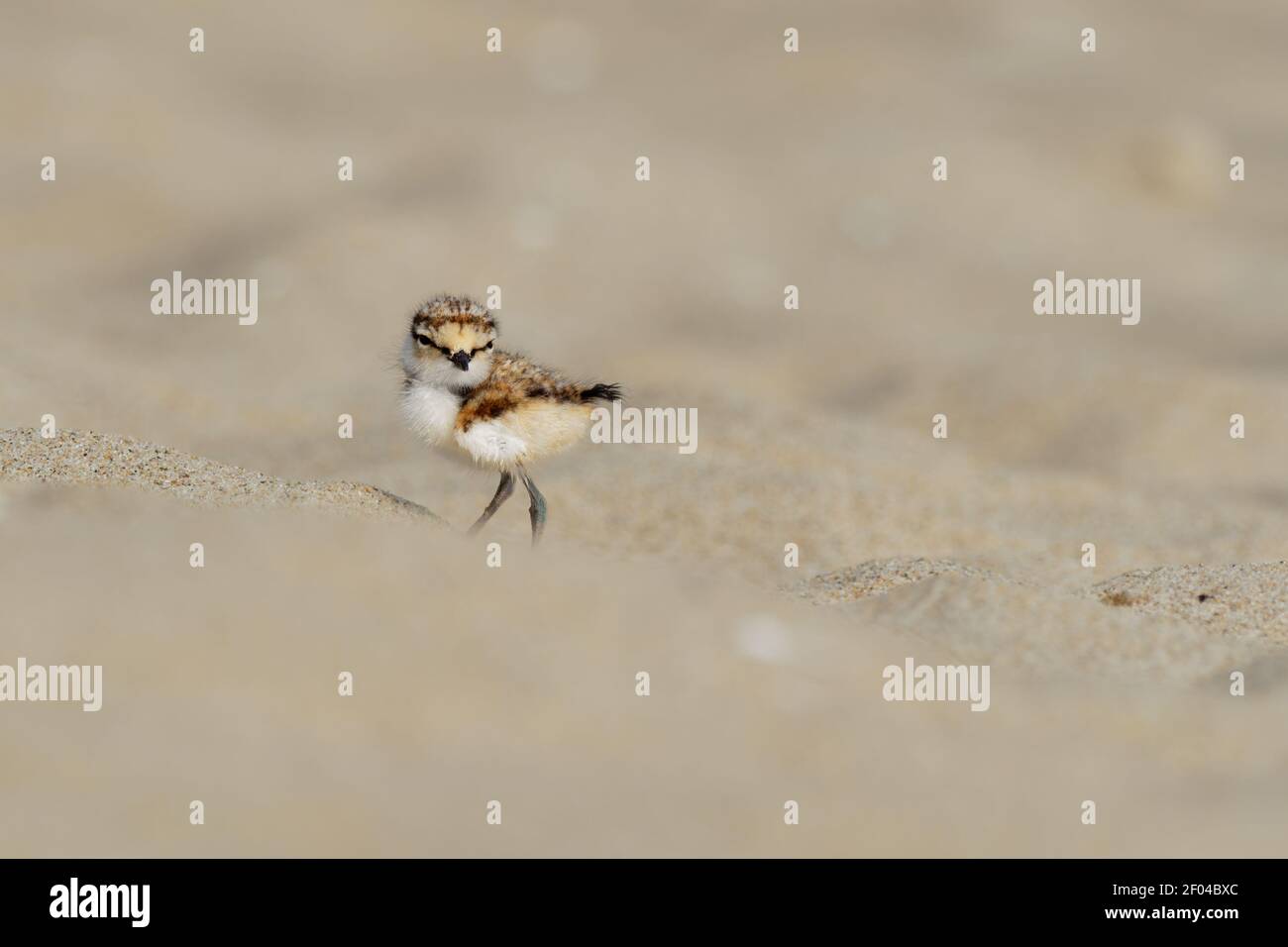 Shorebird species hi-res stock photography and images - Alamy