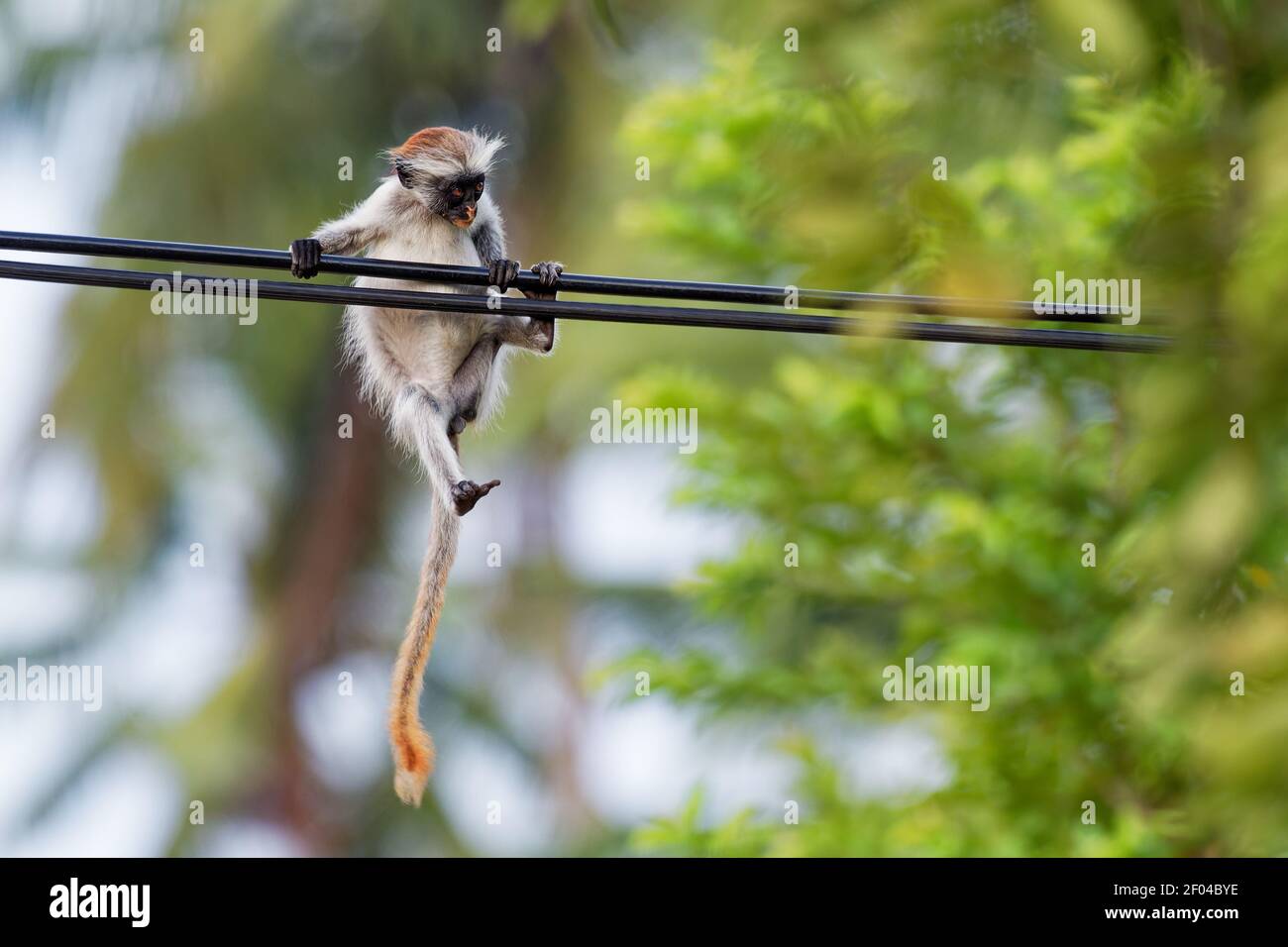 Piliocolobus pennantii hi-res stock photography and images - Alamy