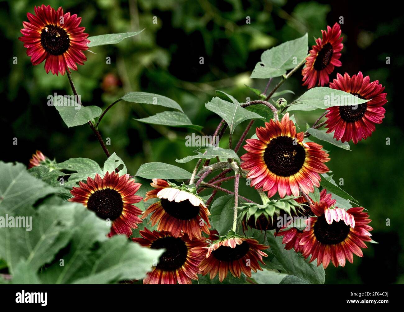Fred and Whitney Harris have a two-acre organice farm in Suffolk ...