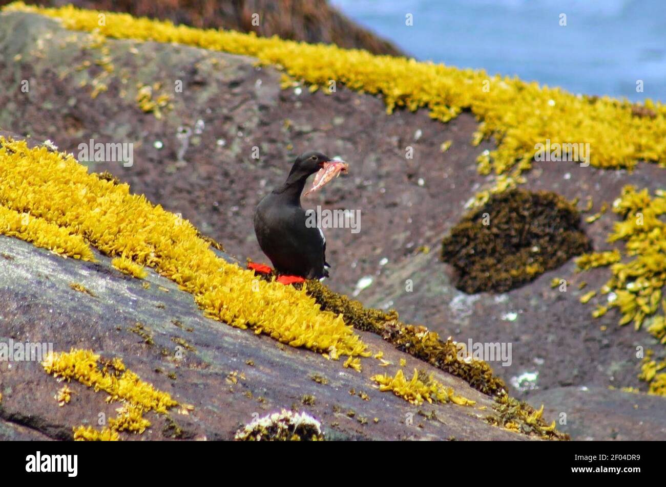 Pigeon Guillemot on Buldir Island by Katherine Robbins USFWS Stock ...