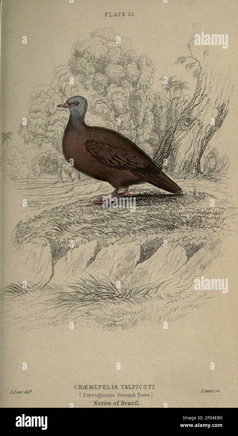 Pigeons (Plate 22) (6976197569 Stock Photo - Alamy