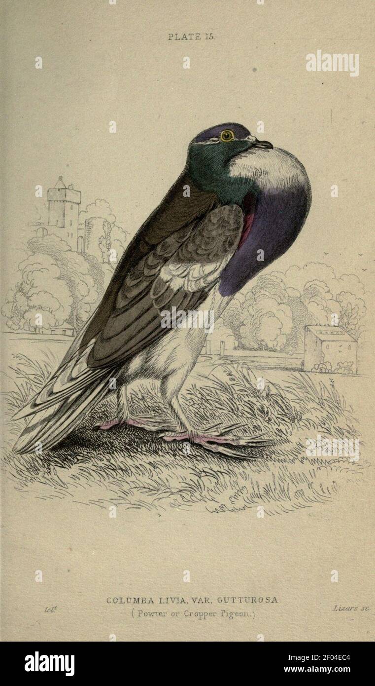 Pigeons (Plate 15) (6976190745 Stock Photo - Alamy
