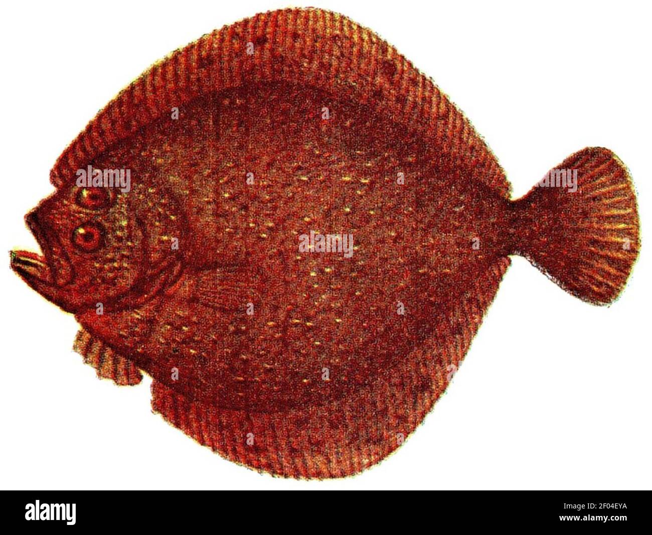 Piggvar hi-res stock photography and images - Alamy