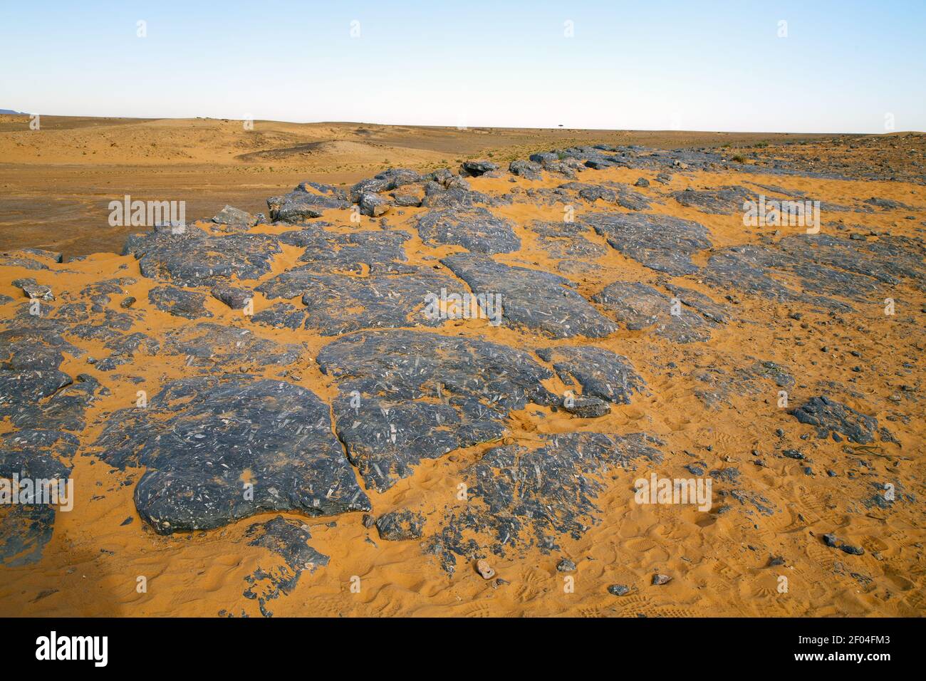 Shell fossil desert hi-res stock photography and images - Alamy