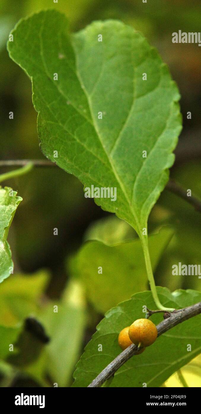 A photo of the leaf and vine of the oriental bittersweet is just one of ...