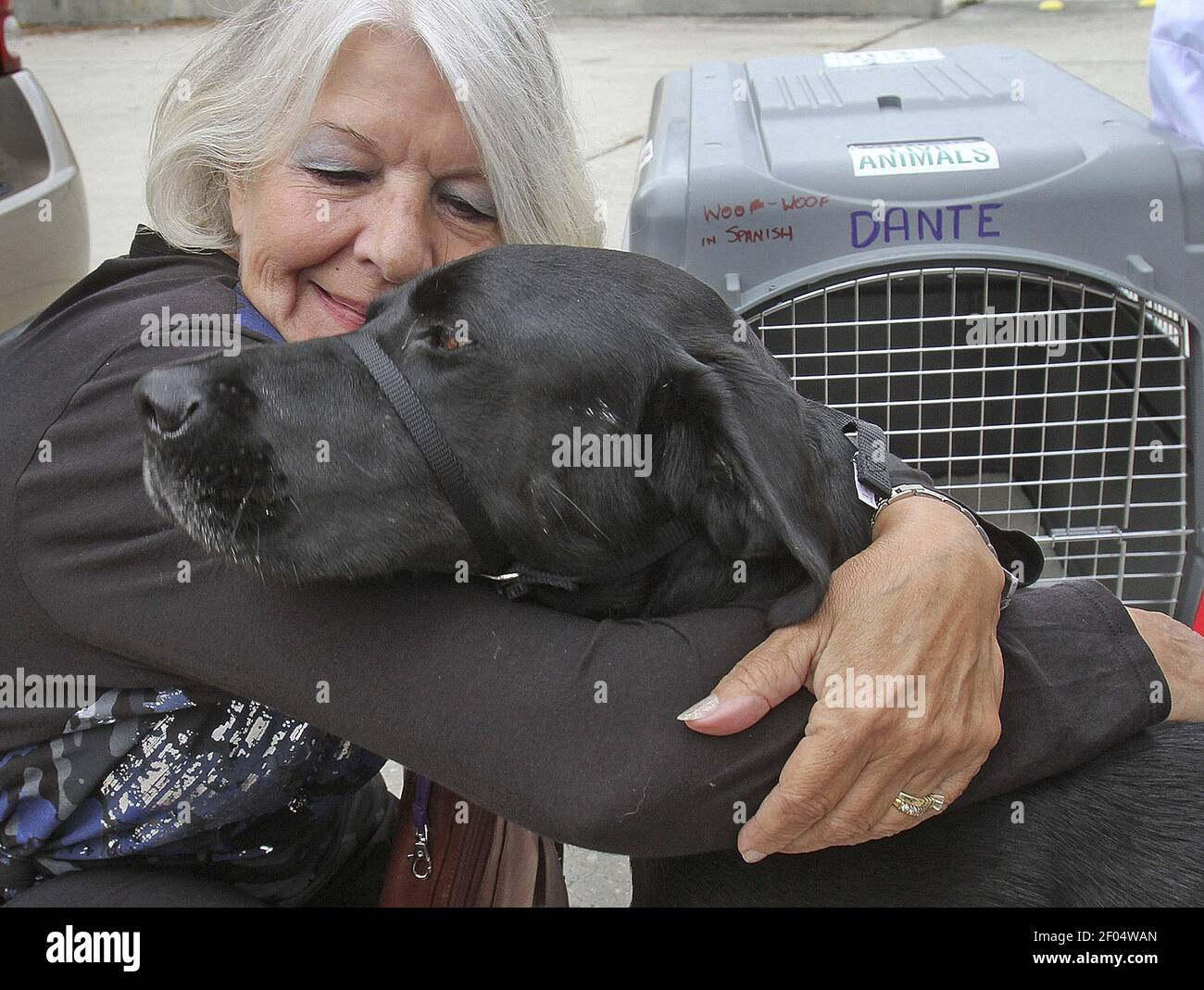 'Dante', a 3 year-old black Labrador who suffered severe snakebites ...