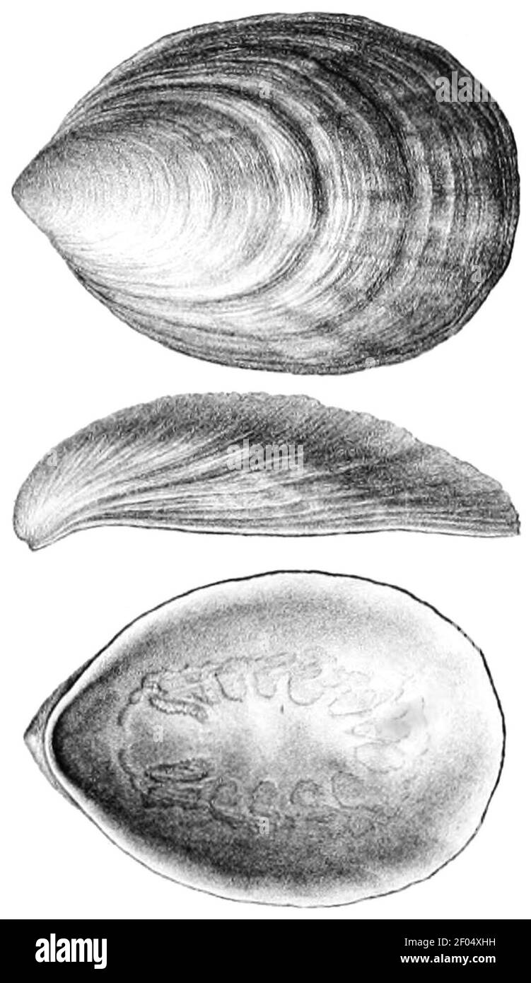 Unguis hi-res stock photography and images - Alamy