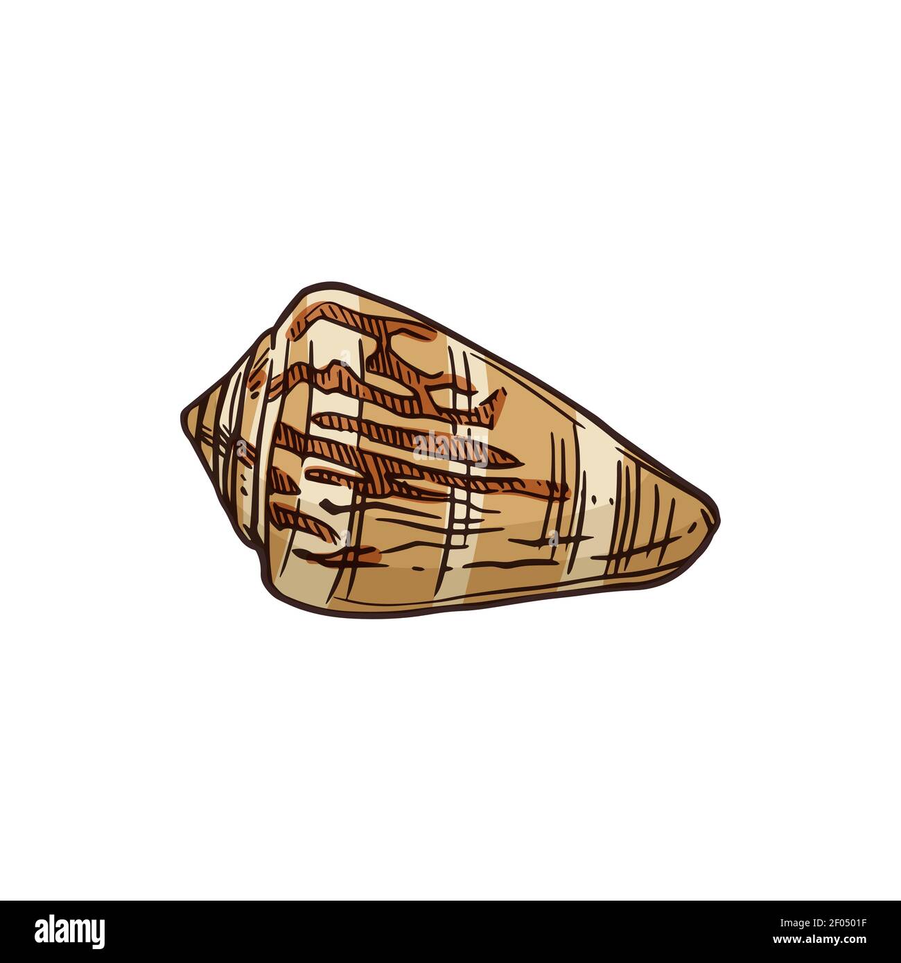 Common nutmeg isolated. Vector sea snail, marine gastropod mollusk ...