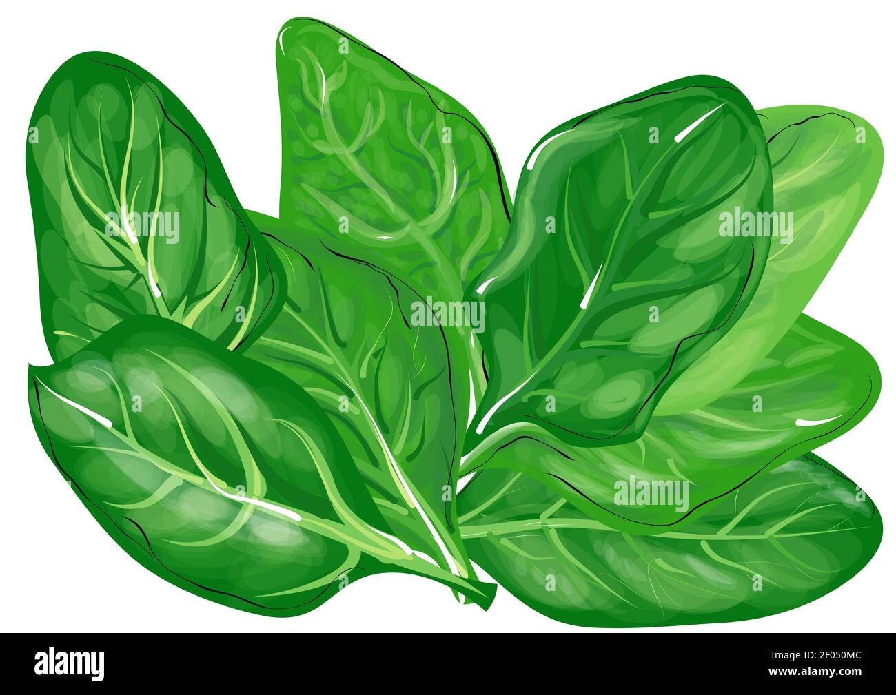 Spinach Drawing
