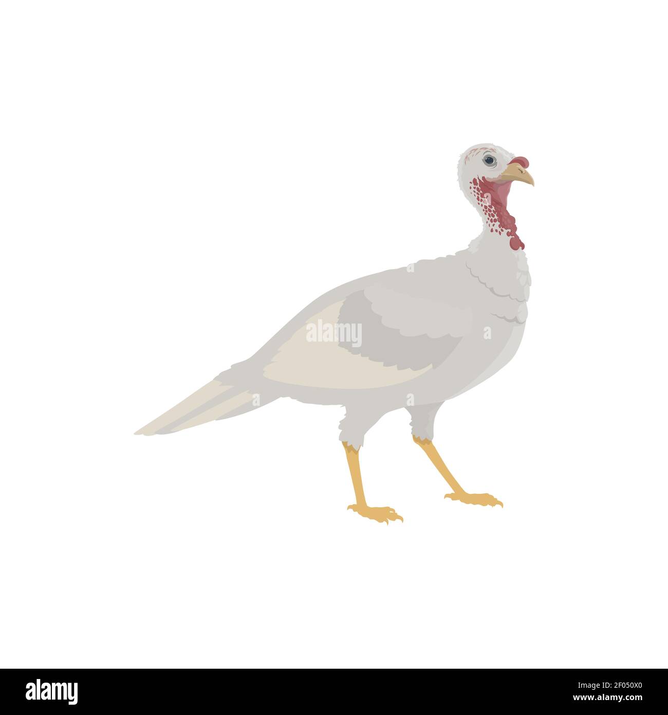 Turkey bird with red neck isolated. Vector chicken fowl, farm poultry ...