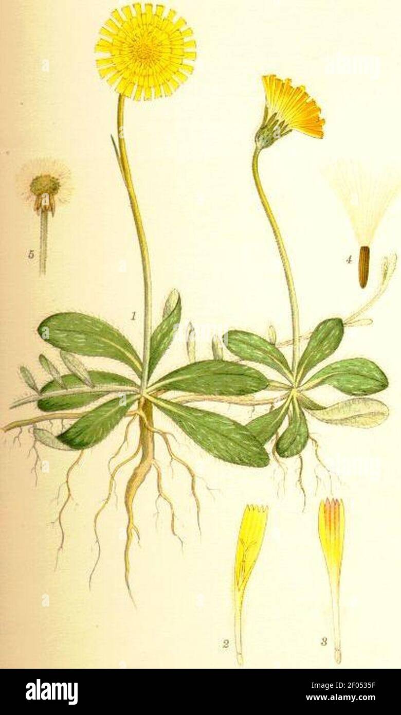 Pilosella officinarum gråfibbla Stock Photo - Alamy