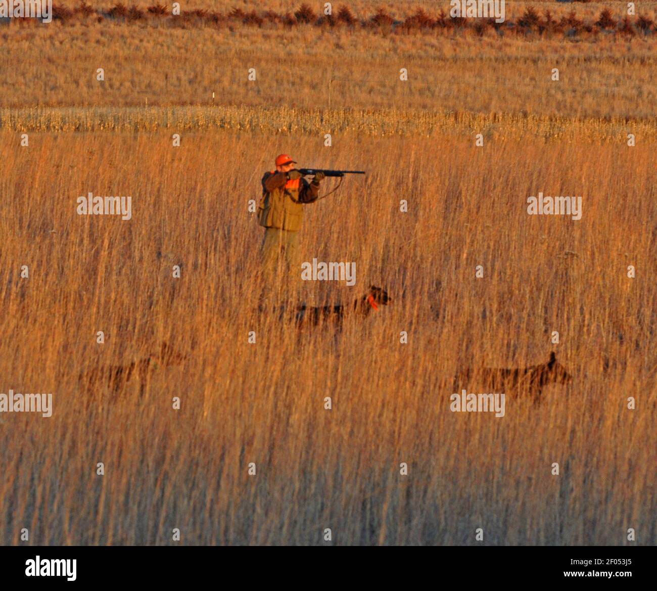A hunter takes aim at a pheasant in the late afternoon. (Photo by ...