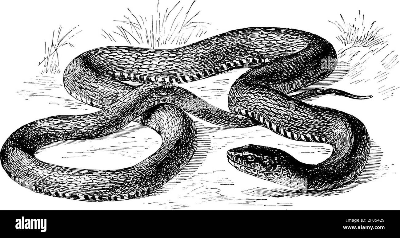 Pilot snake hi-res stock photography and images - Alamy