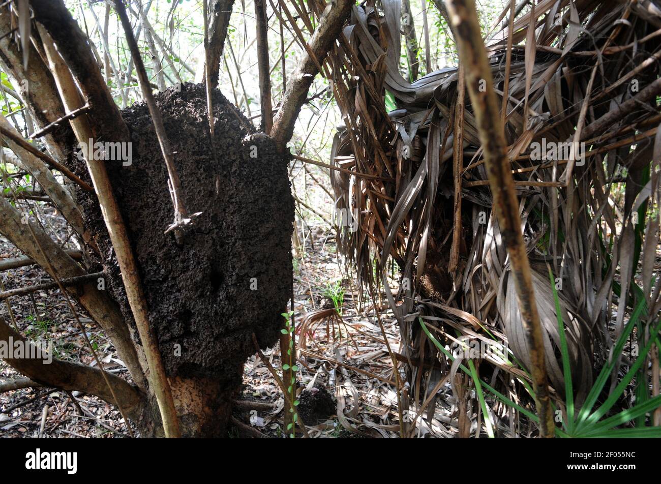 Nasutitermes corniger or Cone head termites no longer thrive in this ...