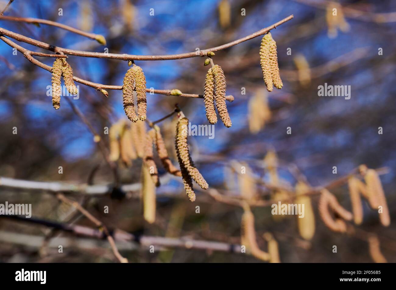 Hazelnut bushes hi-res stock photography and images - Alamy