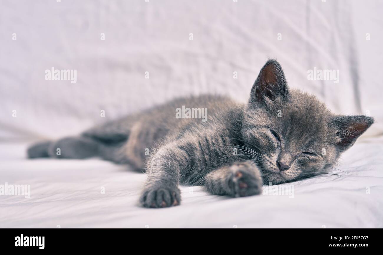 Adorable grey cat sleeping on the bed Stock Photo - Alamy