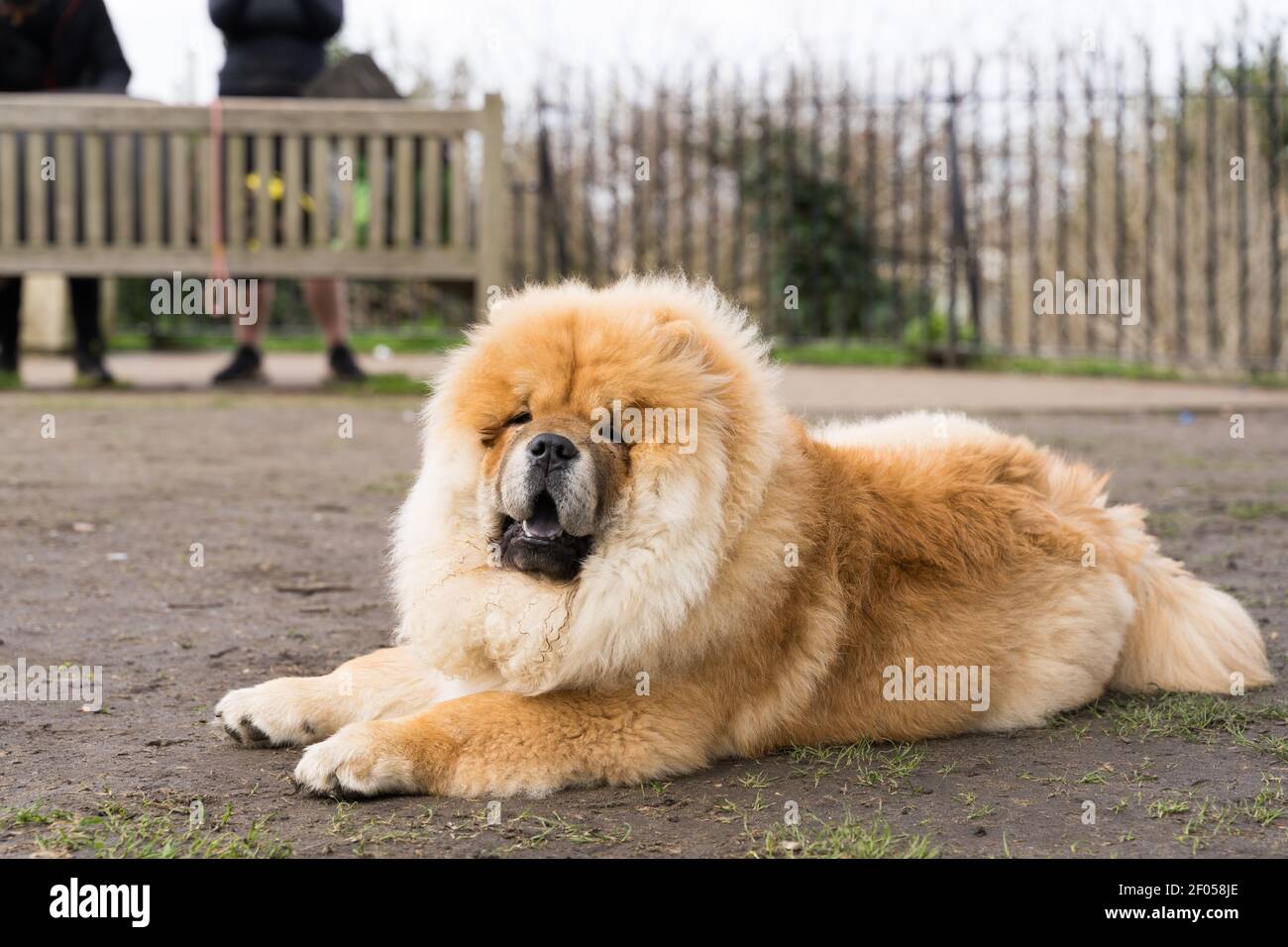 Cha cha chow hi-res stock photography and images - Alamy
