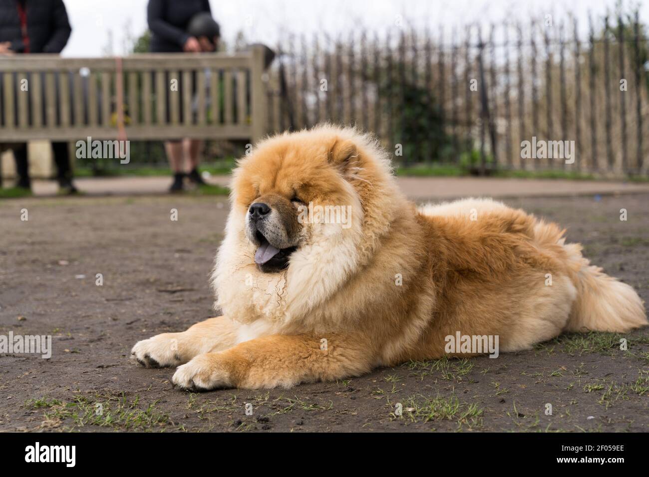 Tongue out chow chow hi-res stock photography and images - Alamy