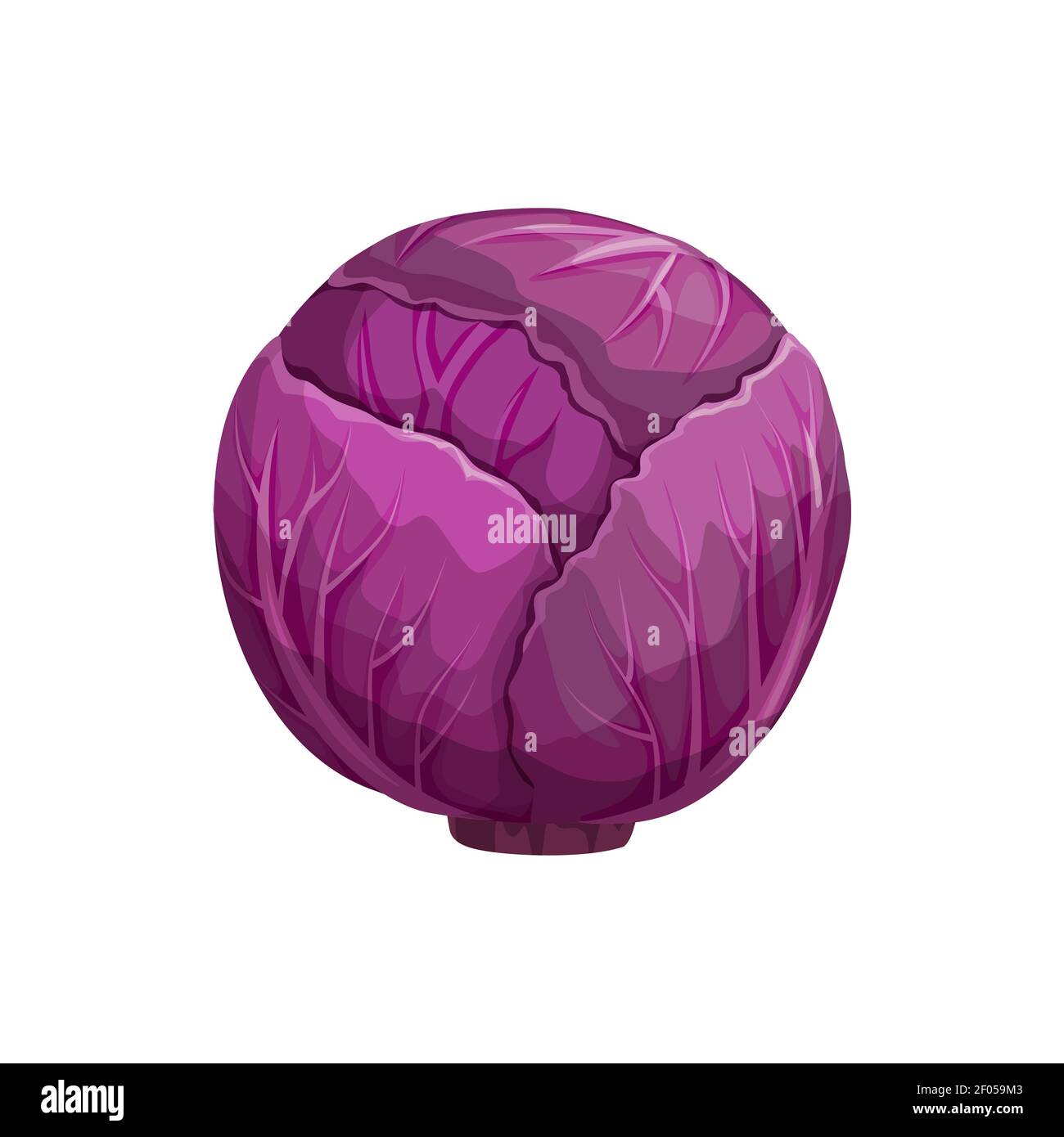 Purple cabbage or red kraut isolated leafy vegetable. Vector headed ...
